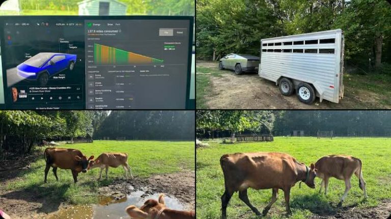 Cybertruck Farm Test: 170mi round trip hauling a cow with the ...